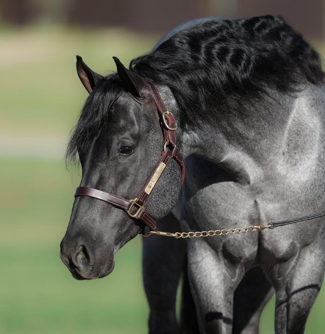 4 Year Old Blue Roan Stallion by Peptoboonsmal 4 Year Old Blue Roan Stallion by Peptoboonsmal