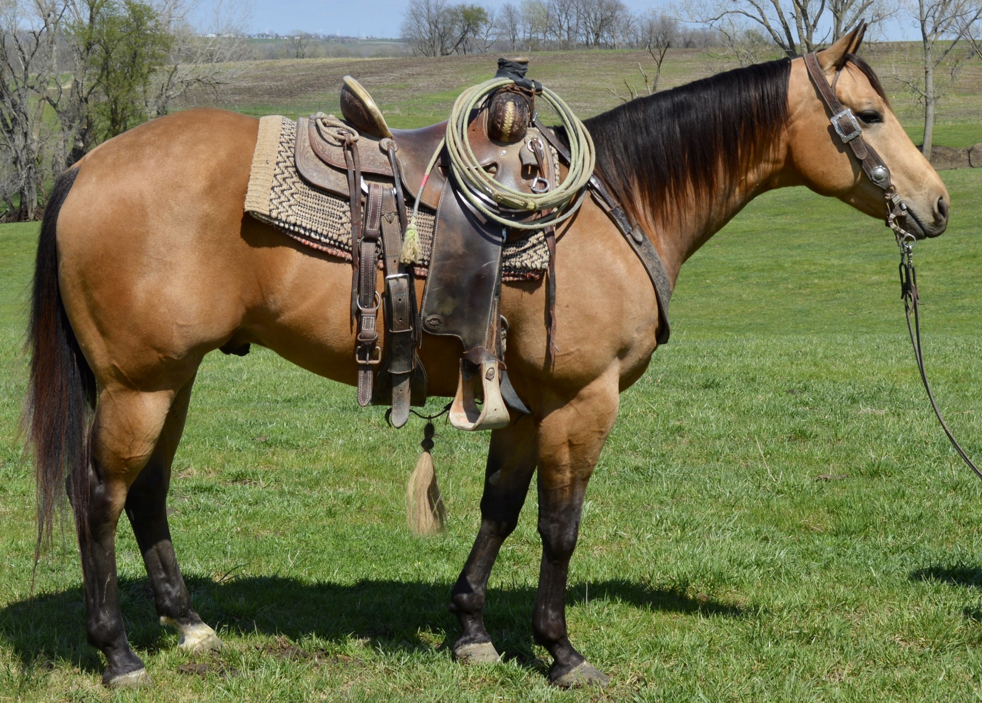 Gorgeous Golden Buckskin Gelding Gorgeous Golden Buckskin Gelding