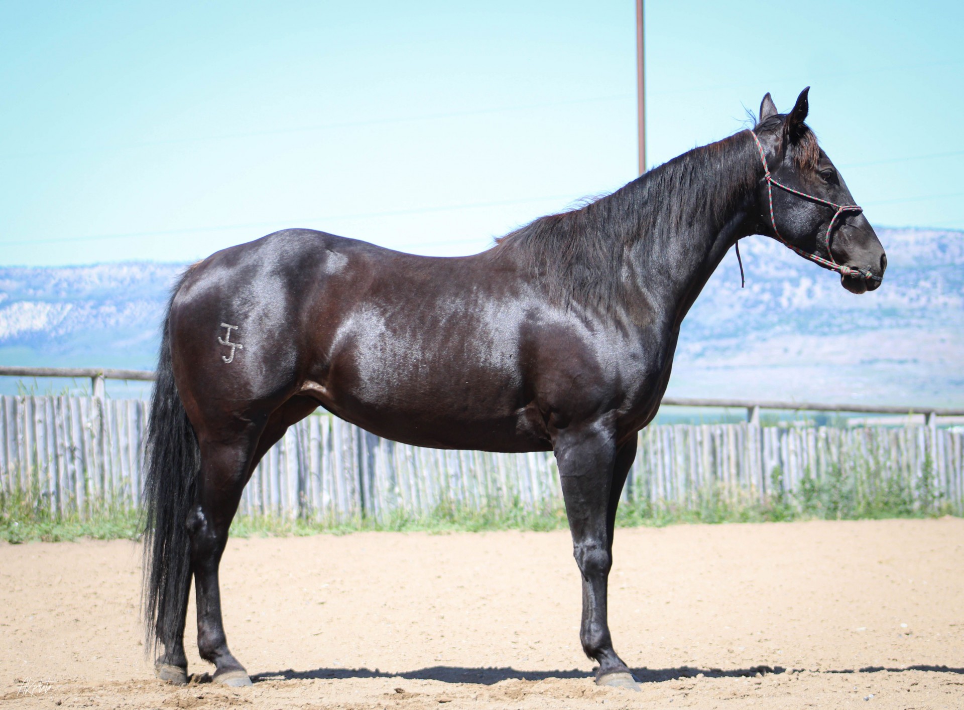 American Quarter Horse Black