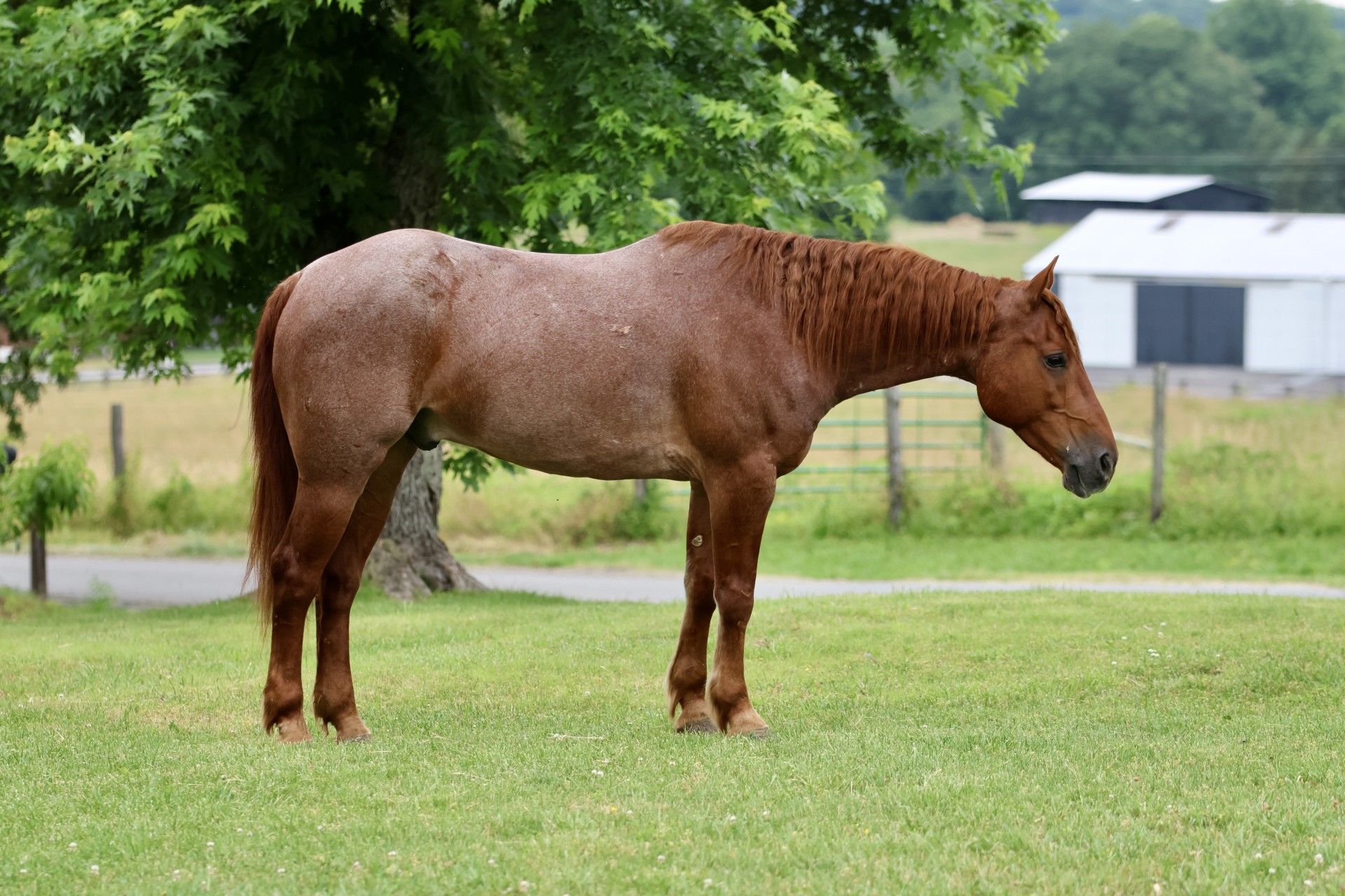 Red Roan Quarter Horse Red Roan Quarter Horse