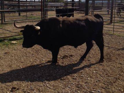 1 - BLACK CORRIENTE BULL - TEXAS