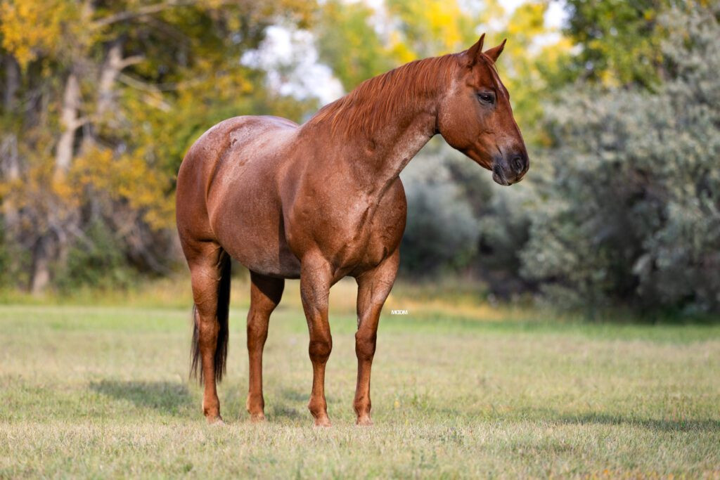 CLASSY BUCK FROST – 2016 AQHA Red Roan Mare x Silver Buck Tonka x ...