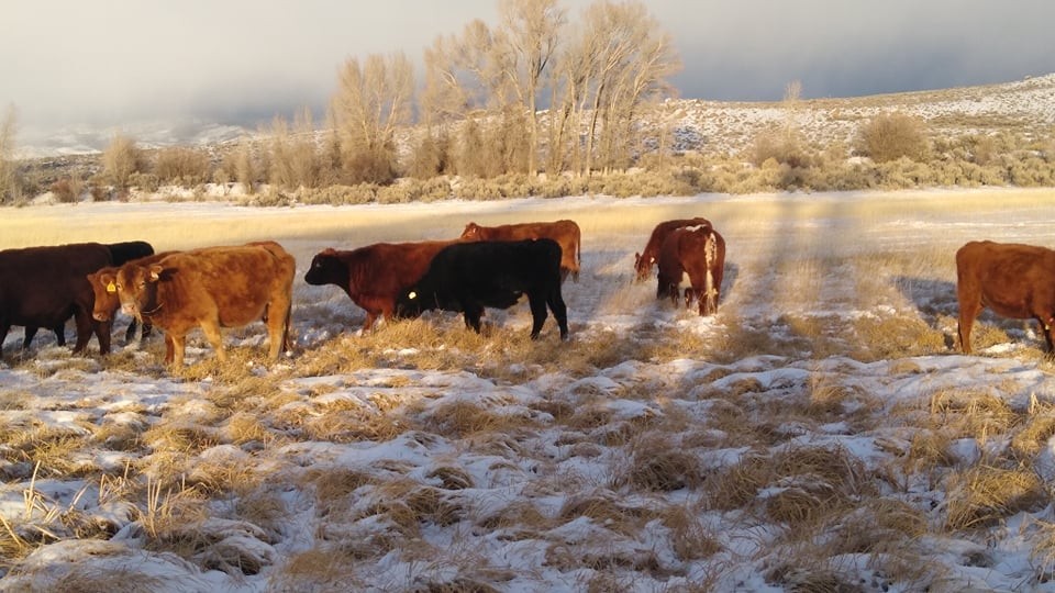 17 - Angus Fall Calvers - Wyoming