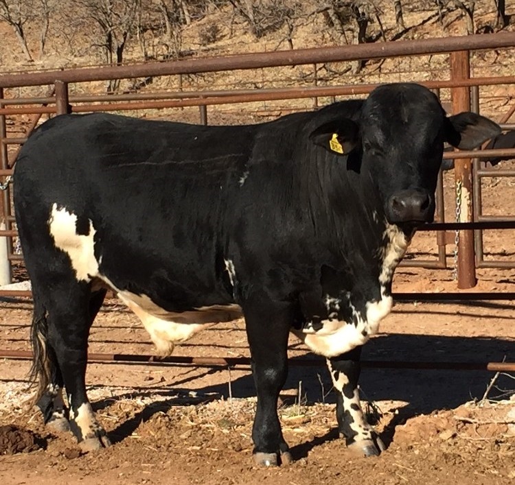1 - Registered Beefmaster Bull for sale - Kansas