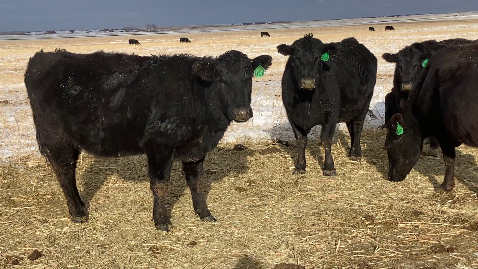 84 - 3-4 Year Old Black Angus Bred Cows - Montana