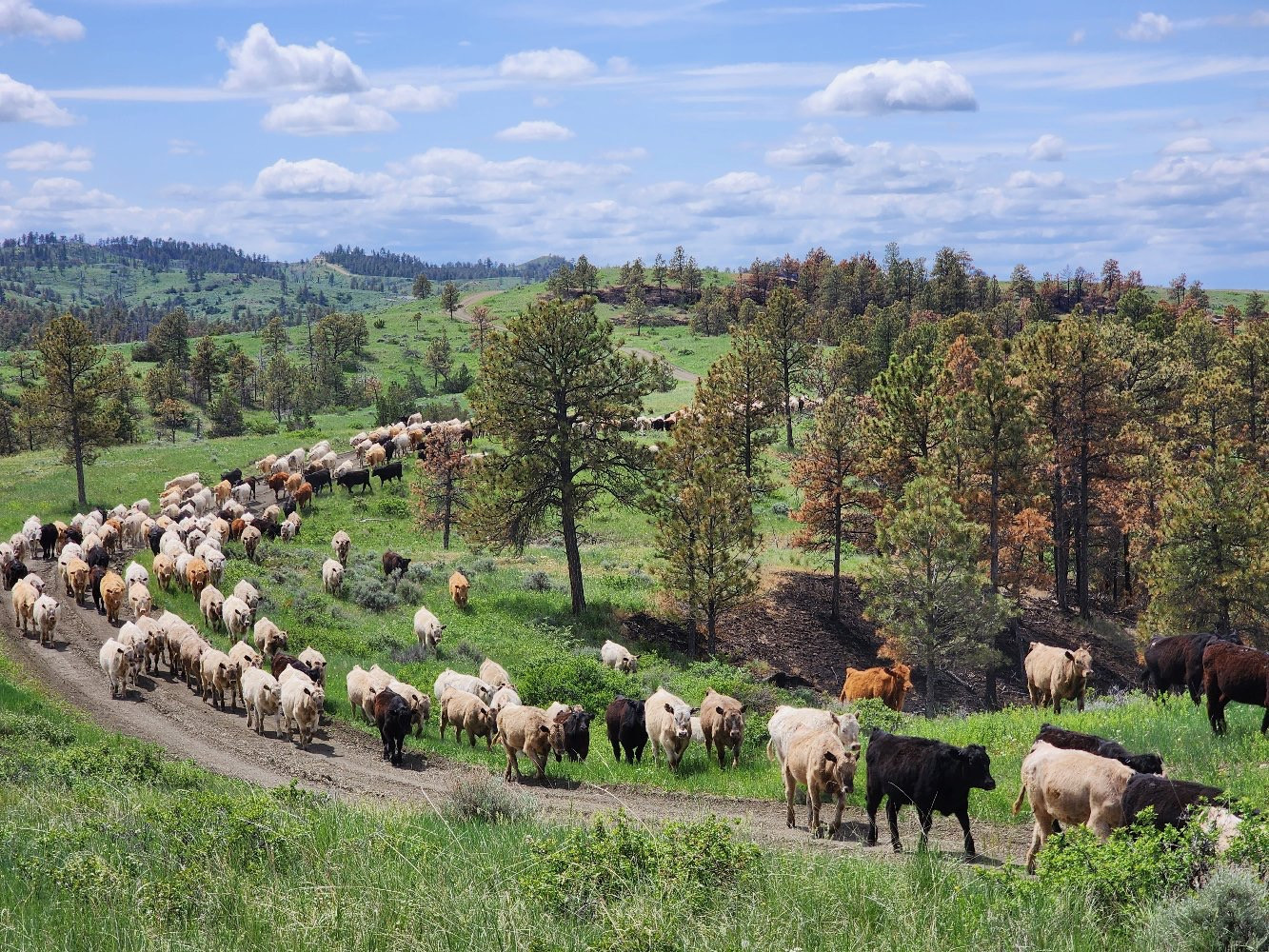 Wanted - Cowpuncher for Remote Ranch Job - Missouri River Breaks - Montana