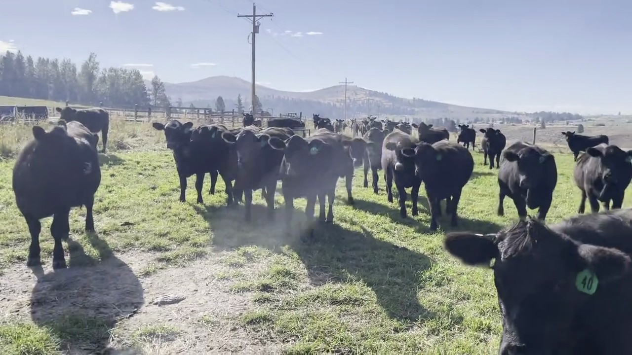 125 - 5-10 Year Old Bred Cows - Wyoming
