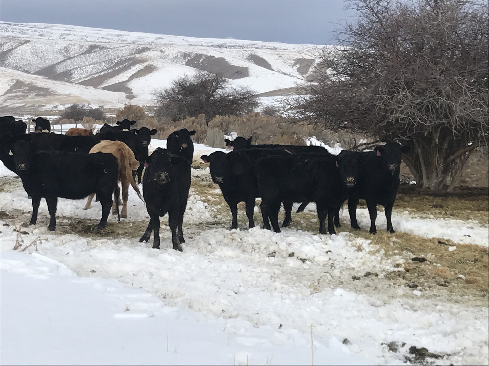 180 - Fall Bred Cows - Utah