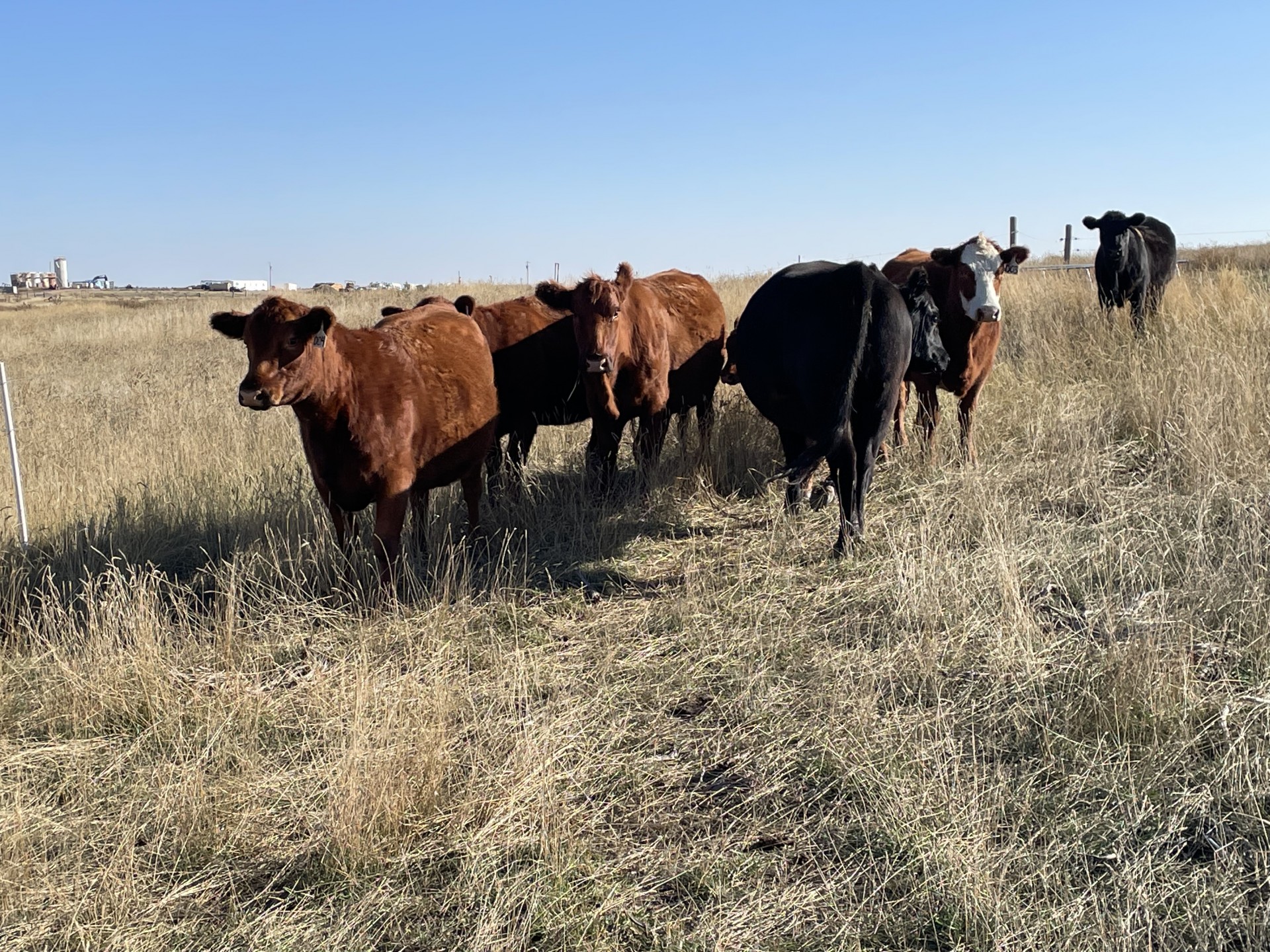 5 - 3-4 yr old Black Angus/Red Angus/Black Baldy Bred Cows - Wyoming
