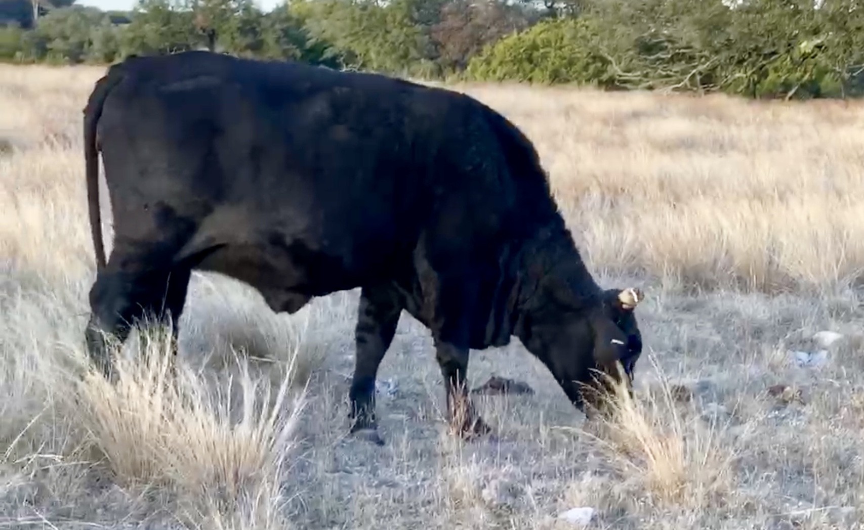 58 - Angus, Red Angus & Motley Face Cows - Texas