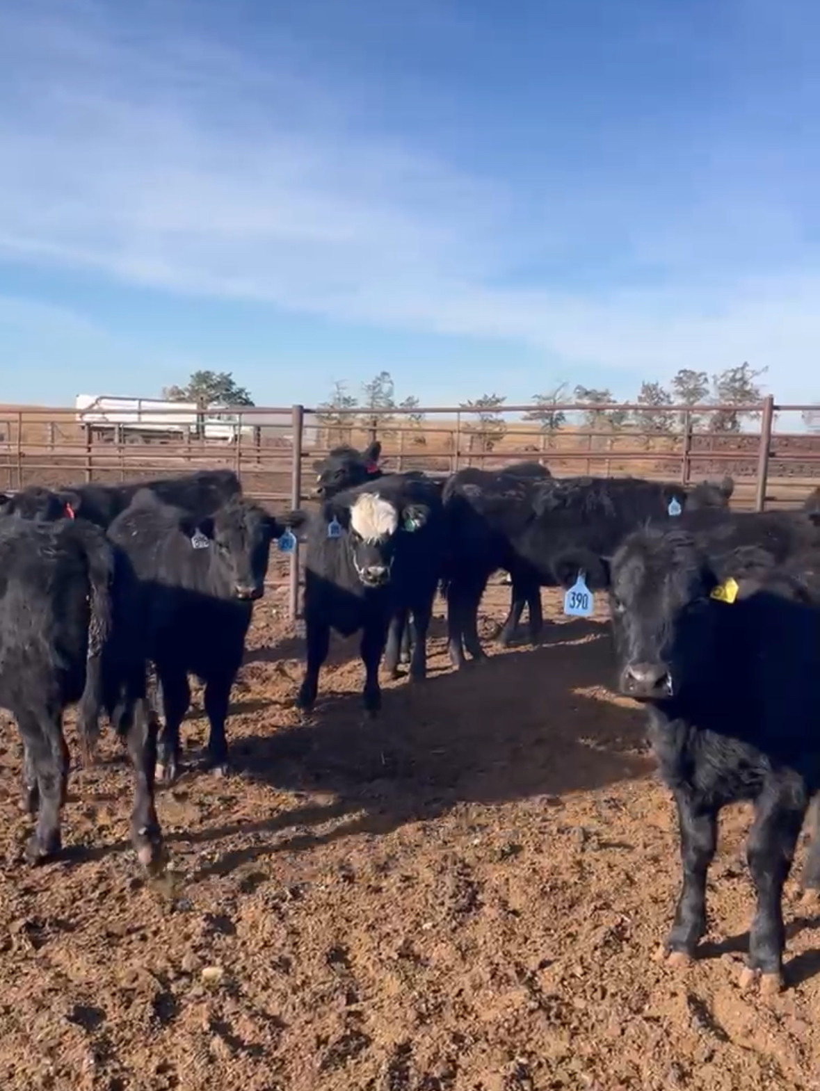 80 Head - 90% Black 10% Baldie/Brockle Heifers - Nebraska