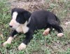 Ranch Dogs for Sale | Working Breed Dogs for sale at Ranch World Ads