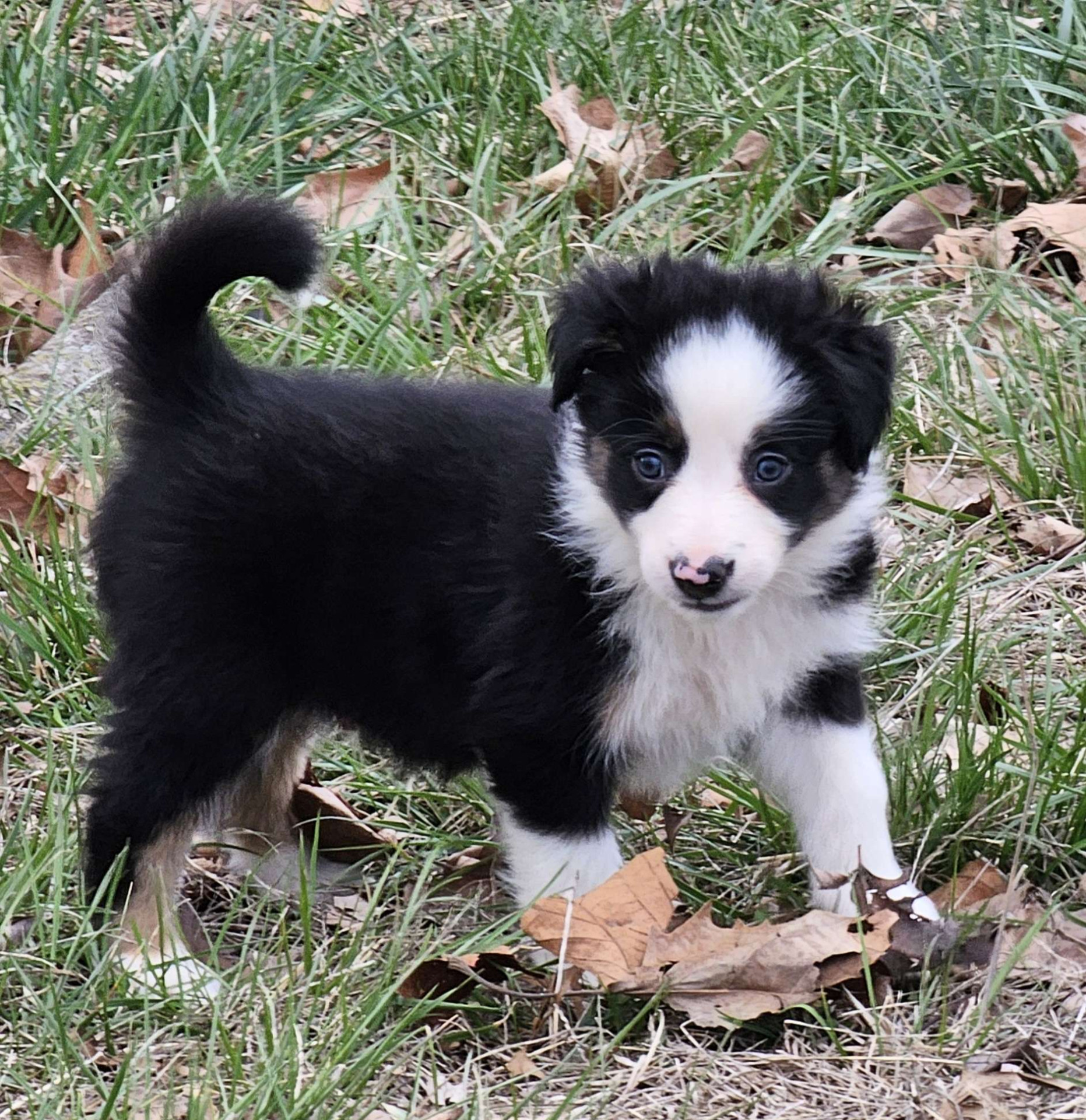 Registered Border Collie Pups