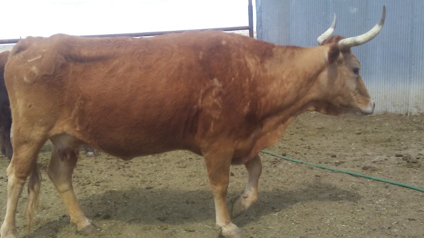 2 - Longhorn Cows 1 Cross - New Mexico