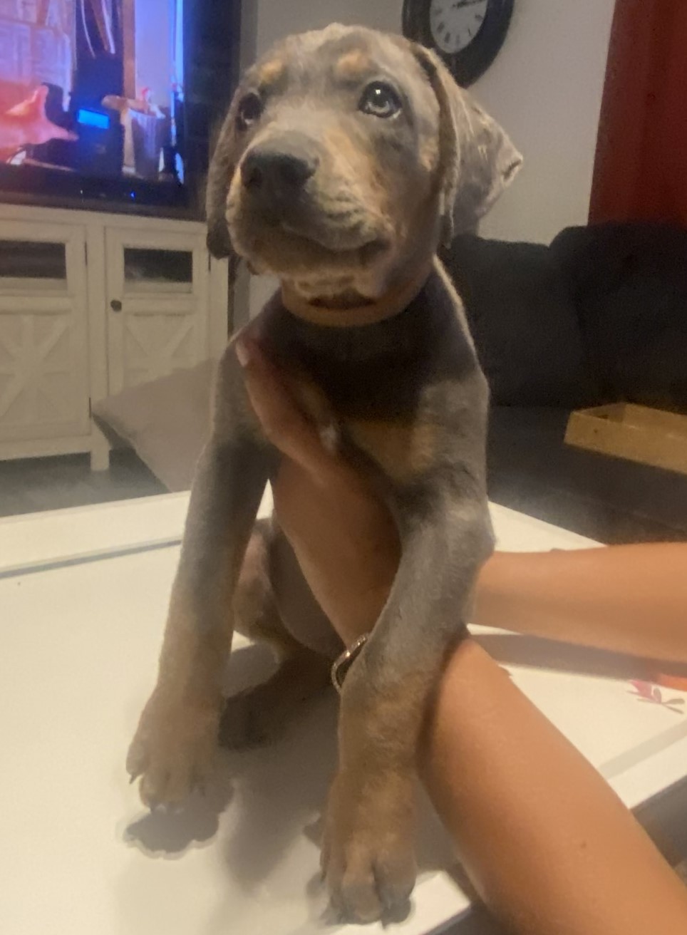 Registered Blue Lacy Puppies