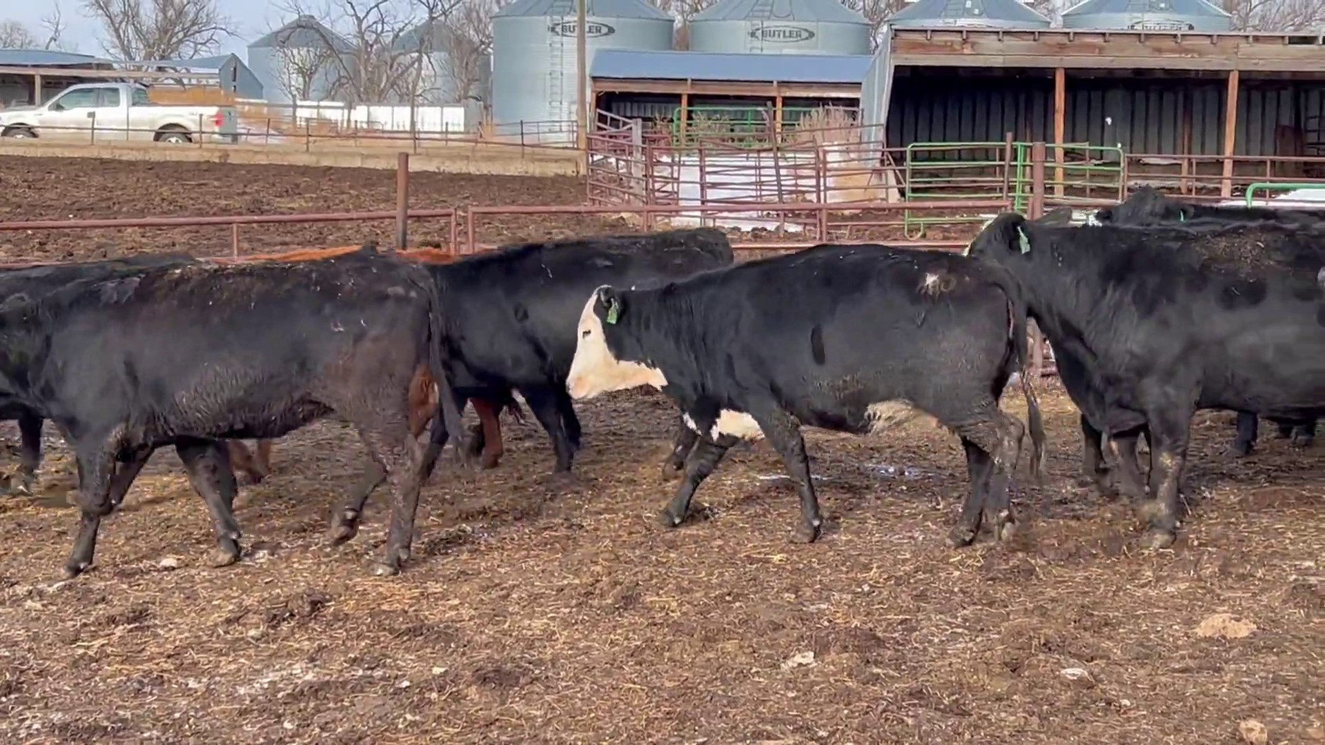 50 - 3-6 yr old Mixed Breed Bred Cows - North Dakota
