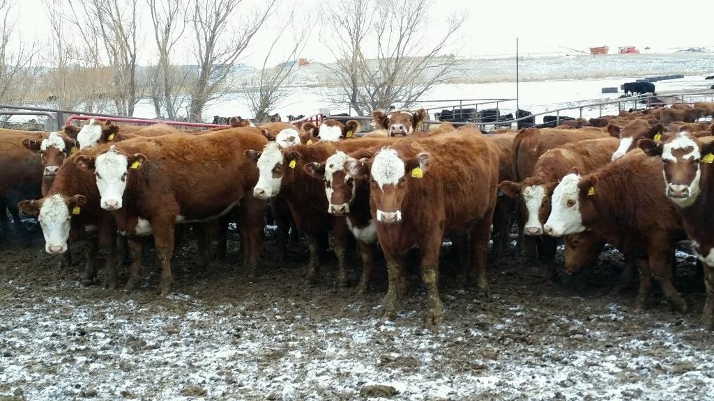 Baldy Cattle
