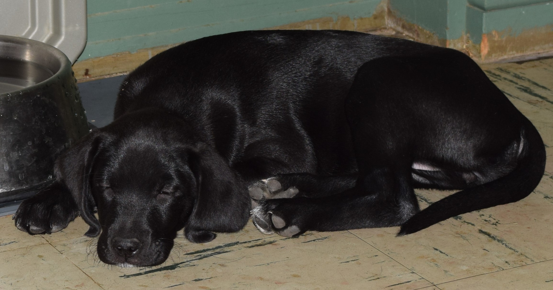 Black Mouth Cur x Black Lab Female Puppies