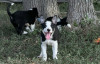 Ranch Dogs for Sale | Working Breed Dogs for sale at Ranch World Ads
