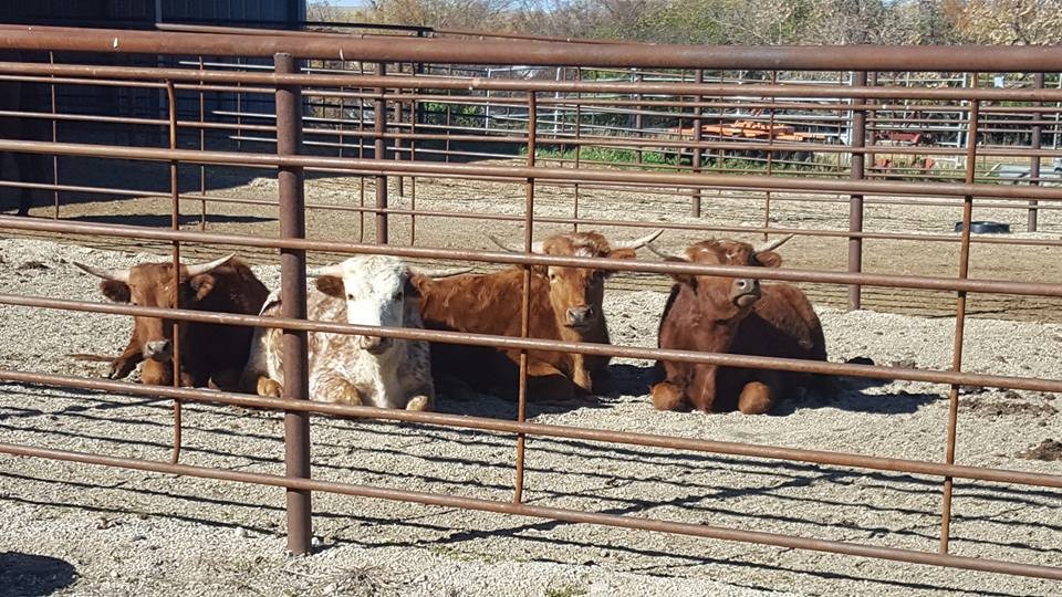 4 - Corriente Roping Steers - Wyoming