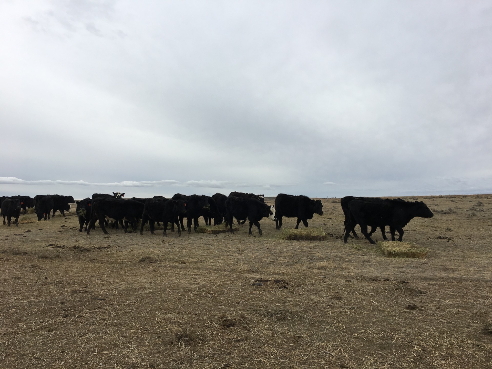 Wanted - All Around Ranch Help - Wyoming