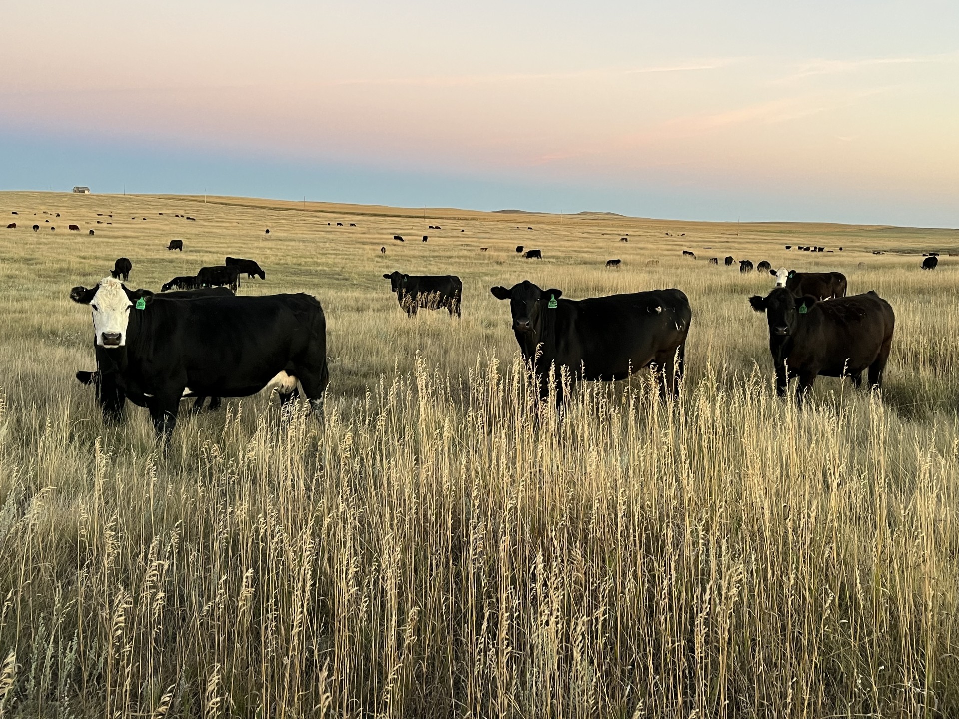 200 hd 3-4-5 yr old Black Angus/Black Baldy Bred Cows-North Dakota