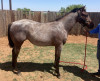 Roping Horses for sale