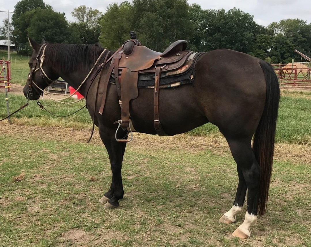 9 Year Old Brown Gelding