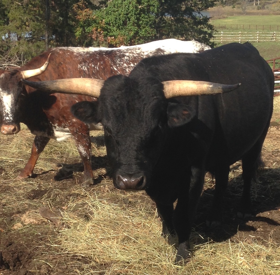 1 - 3 Year Old Purebred Black Corriente Bull