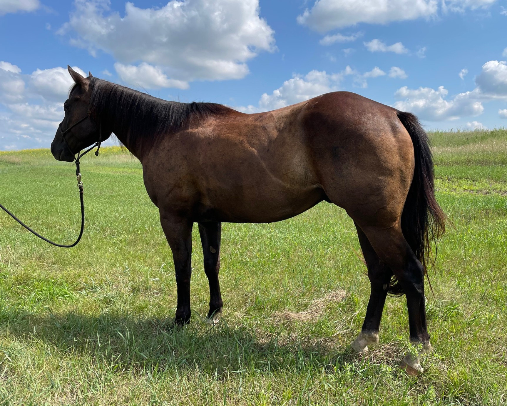 4 Year Old Well Broke Ranch Gelding