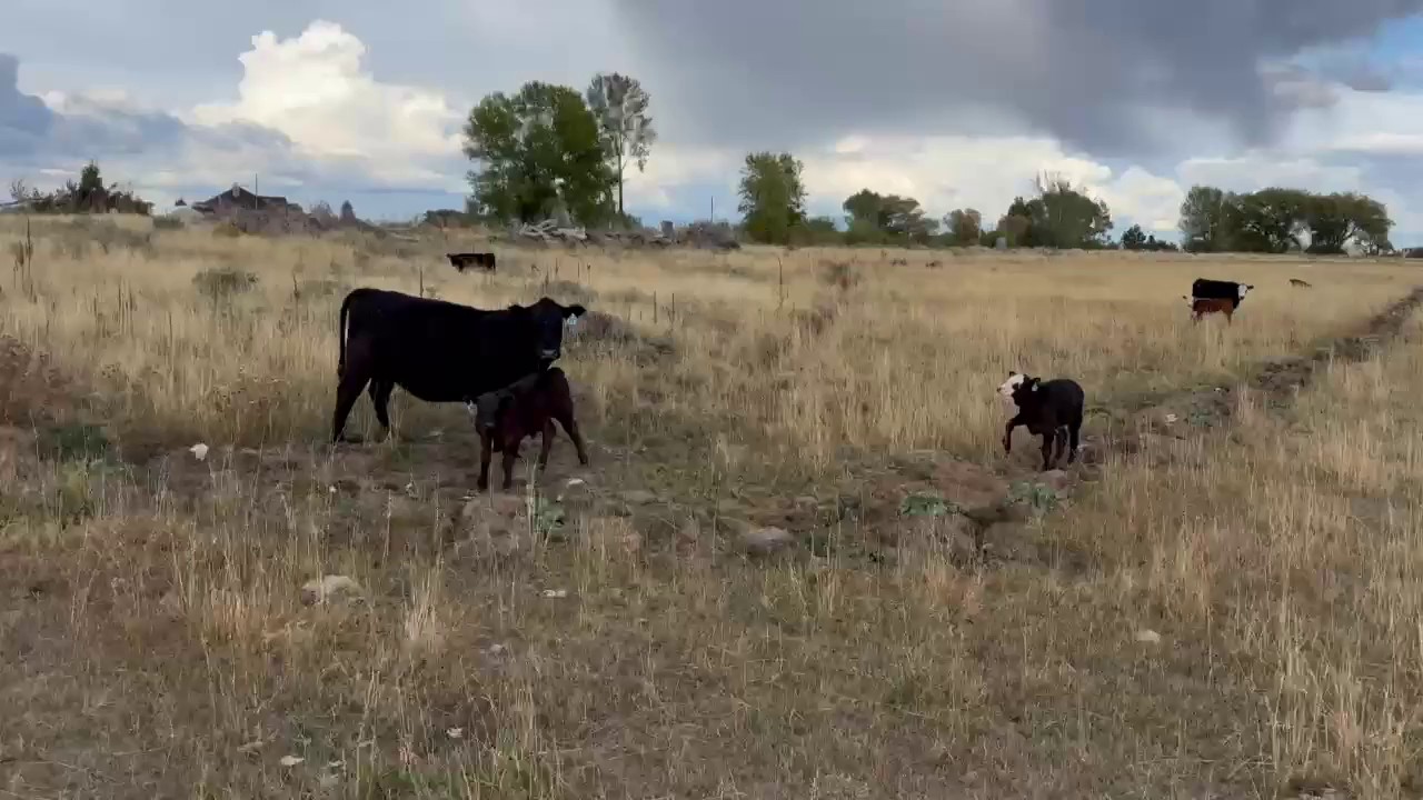 45 - 4-7 Year Old’s Black Angus Cow Pairs - Idaho