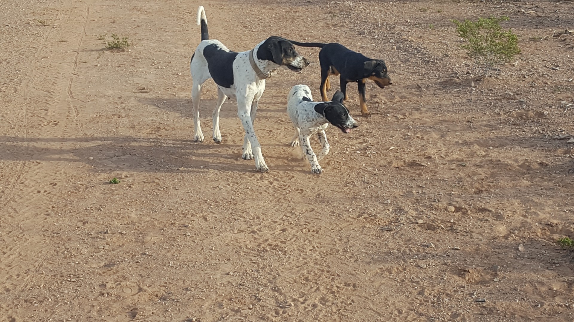 Catahoula-Hound and Cur Puppies