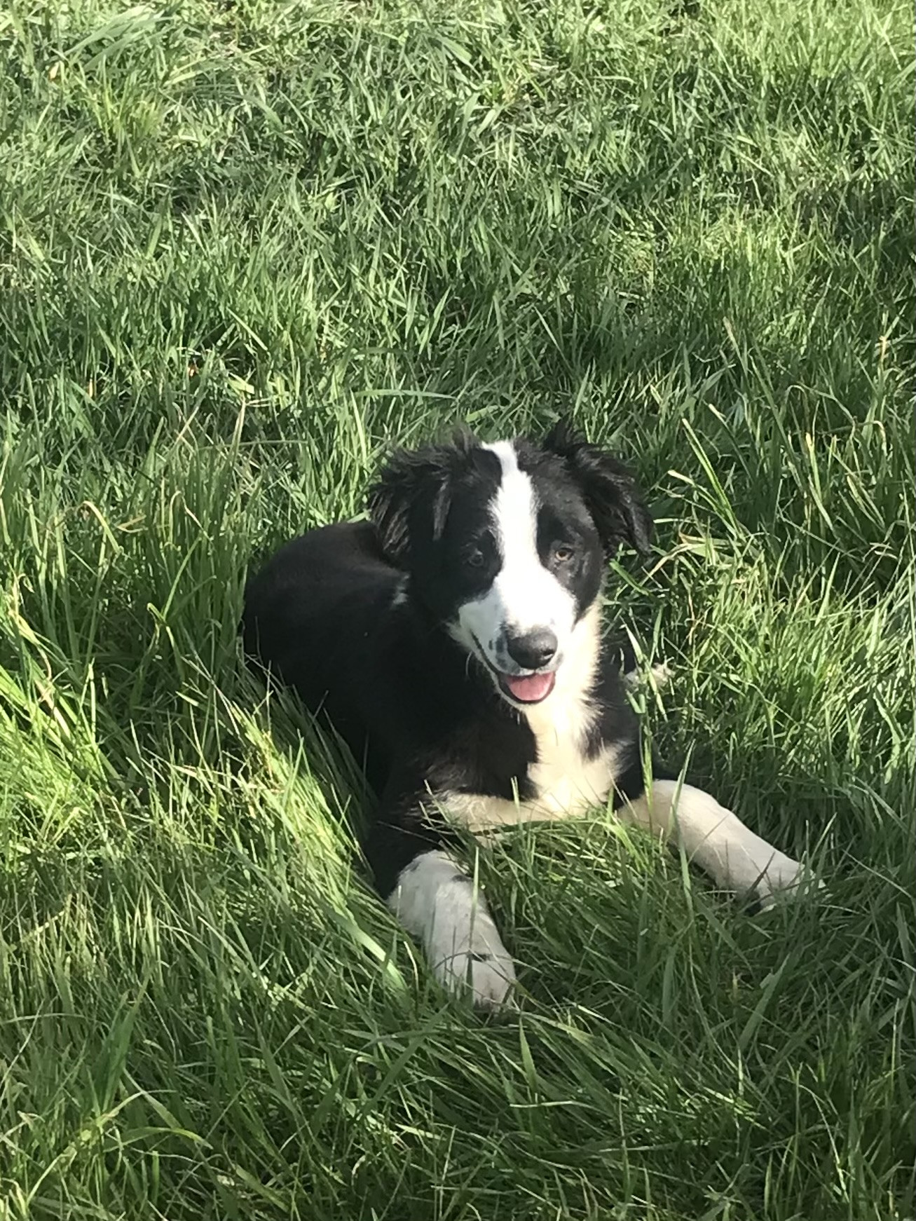 English Shepherds Farm / Ranch Dogs