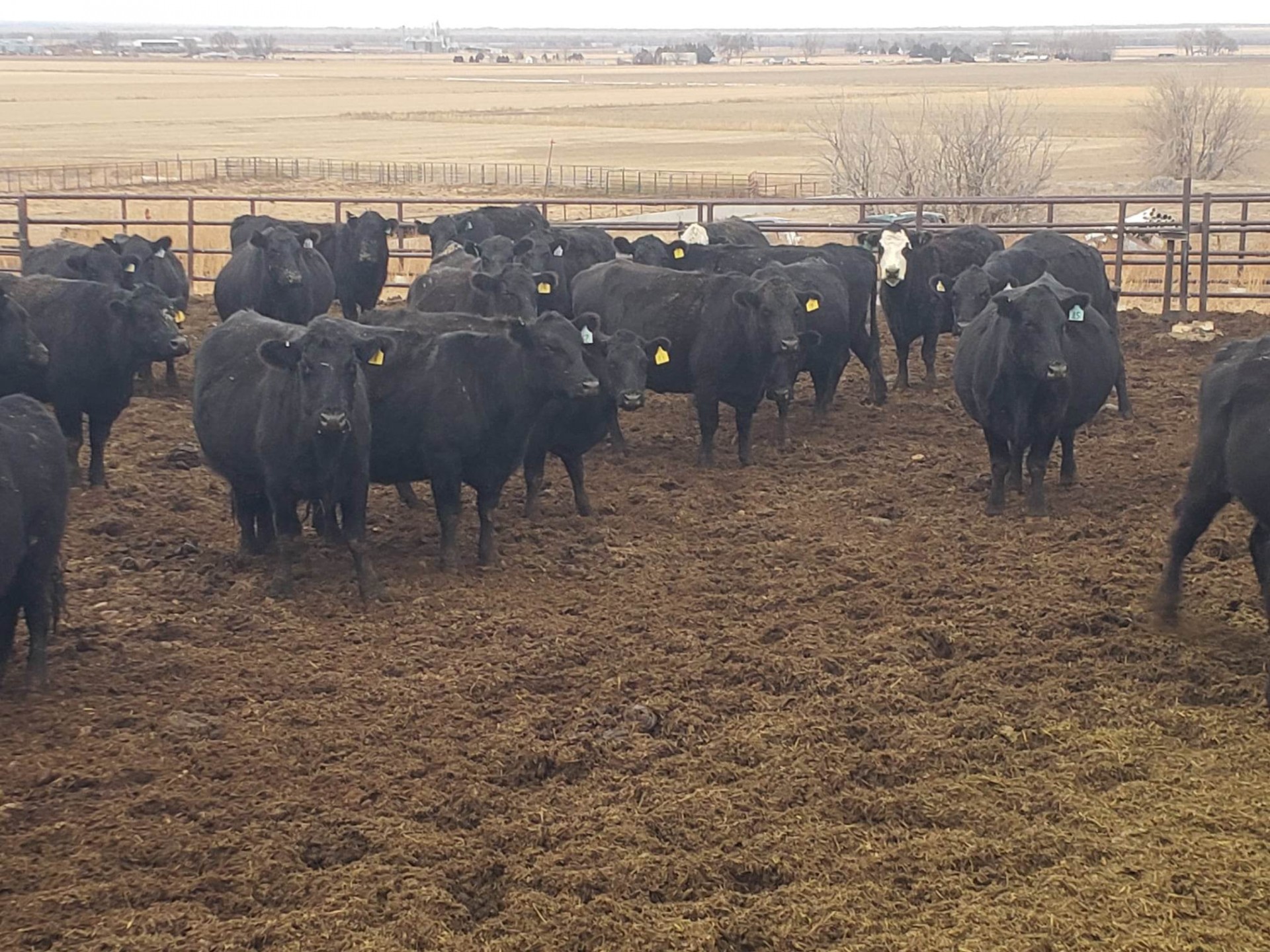 75 - Bred Angus Cows - Colorado