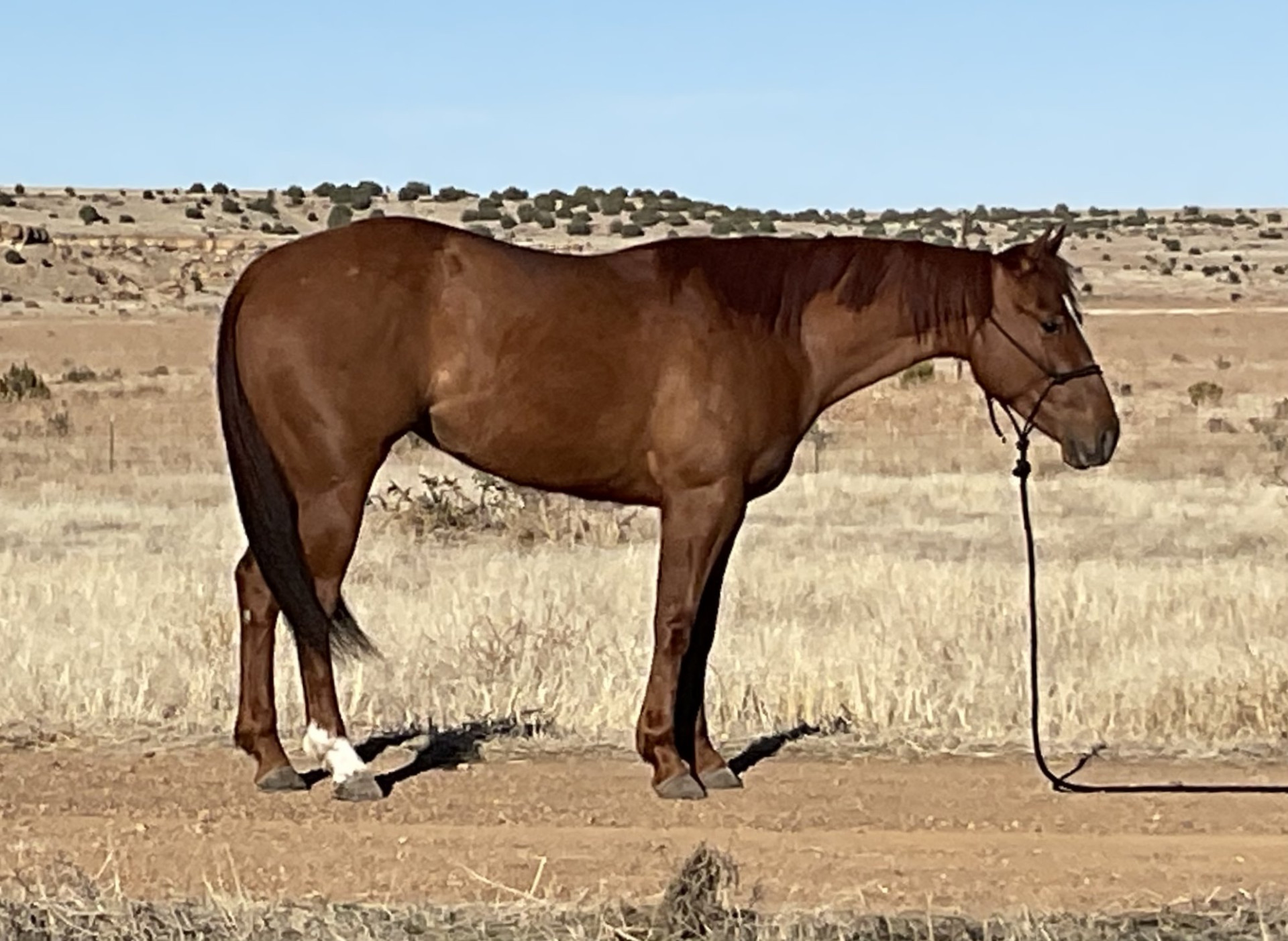 LITTLE XTRA SPOOK – 2021 AQHA Sorrel Mare x Master Spook x Smart Spook ...