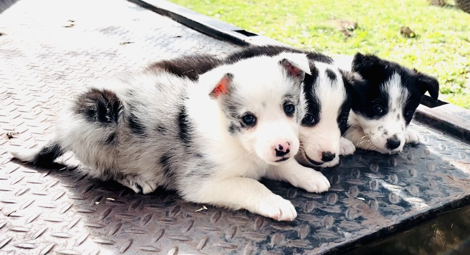 ABCA Blue Merle Female and Black/White Male