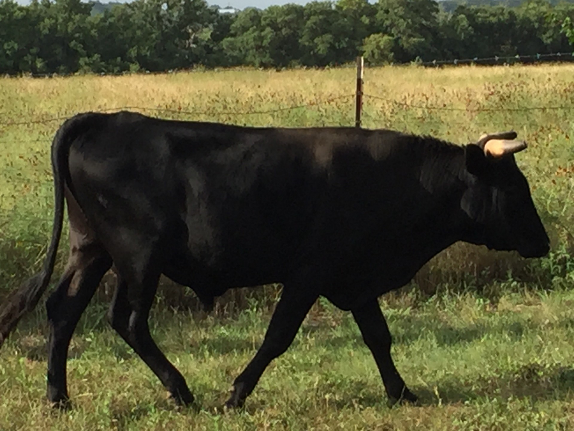 #1 Black Corriente Bull .. Ready to breed!!