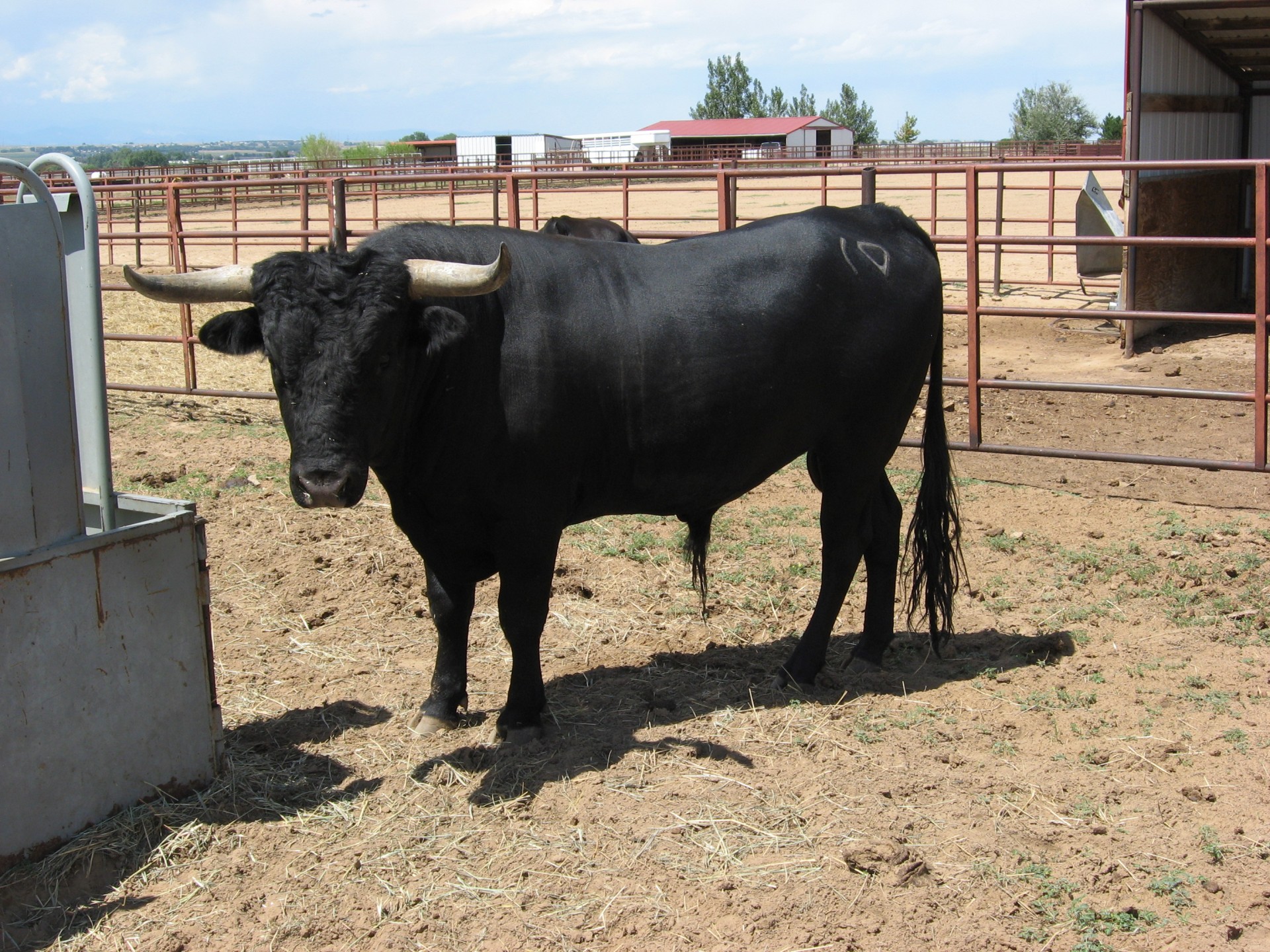 1 - Registered Black Corriente Bull - Colorado