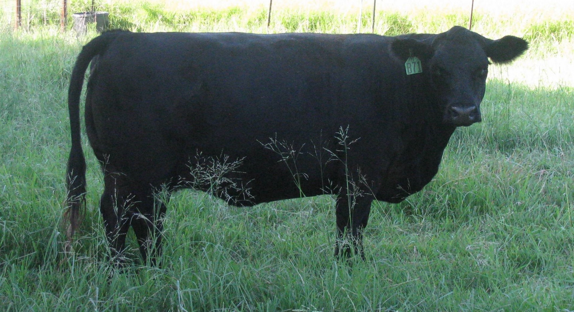 2 - Pregnant Angus Surrogates with Full Scottish Angus Calves - Texas