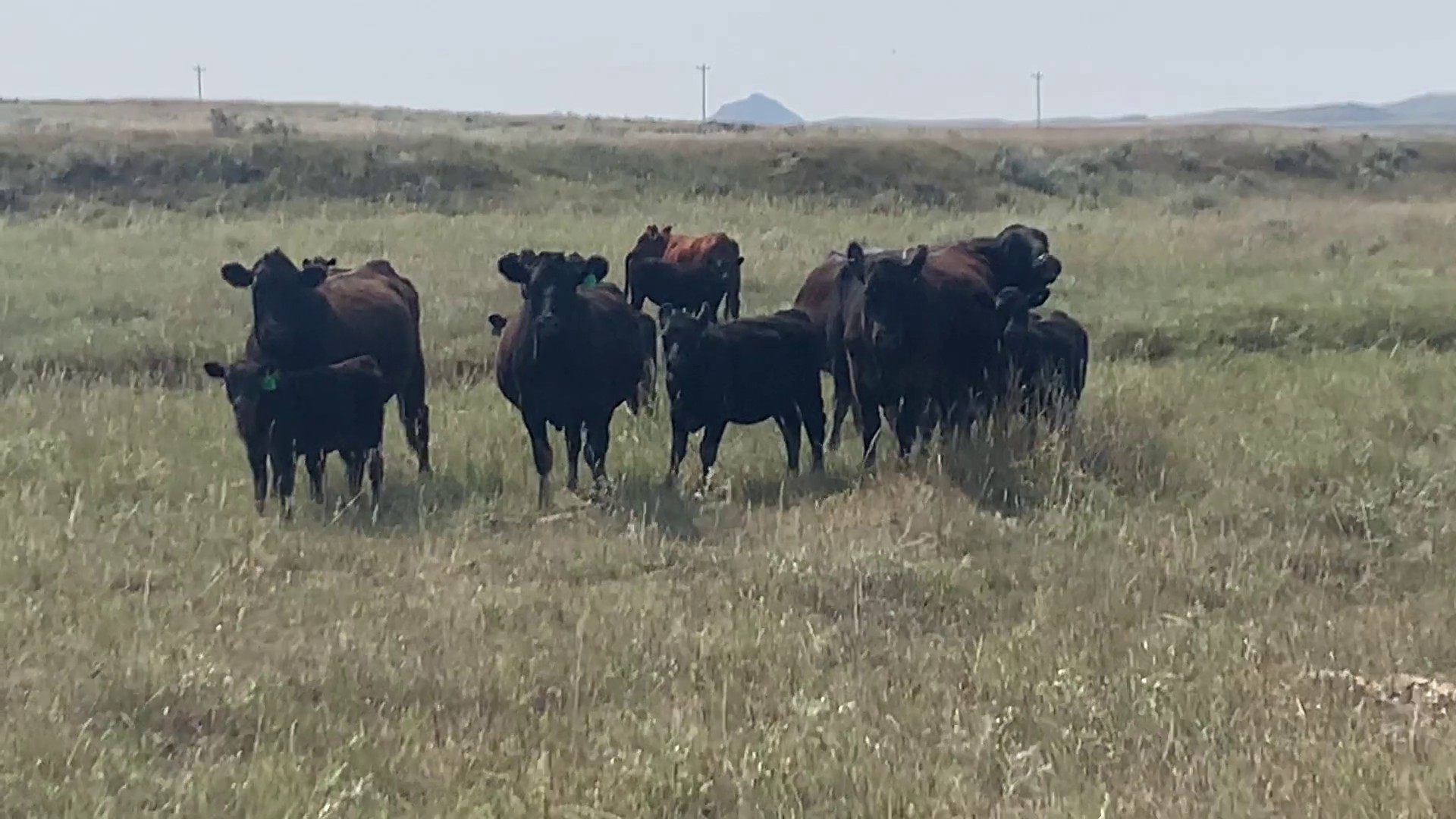 200 hd 2 yr old Black Angus/Black Baldy Bred Cows-North Dakota