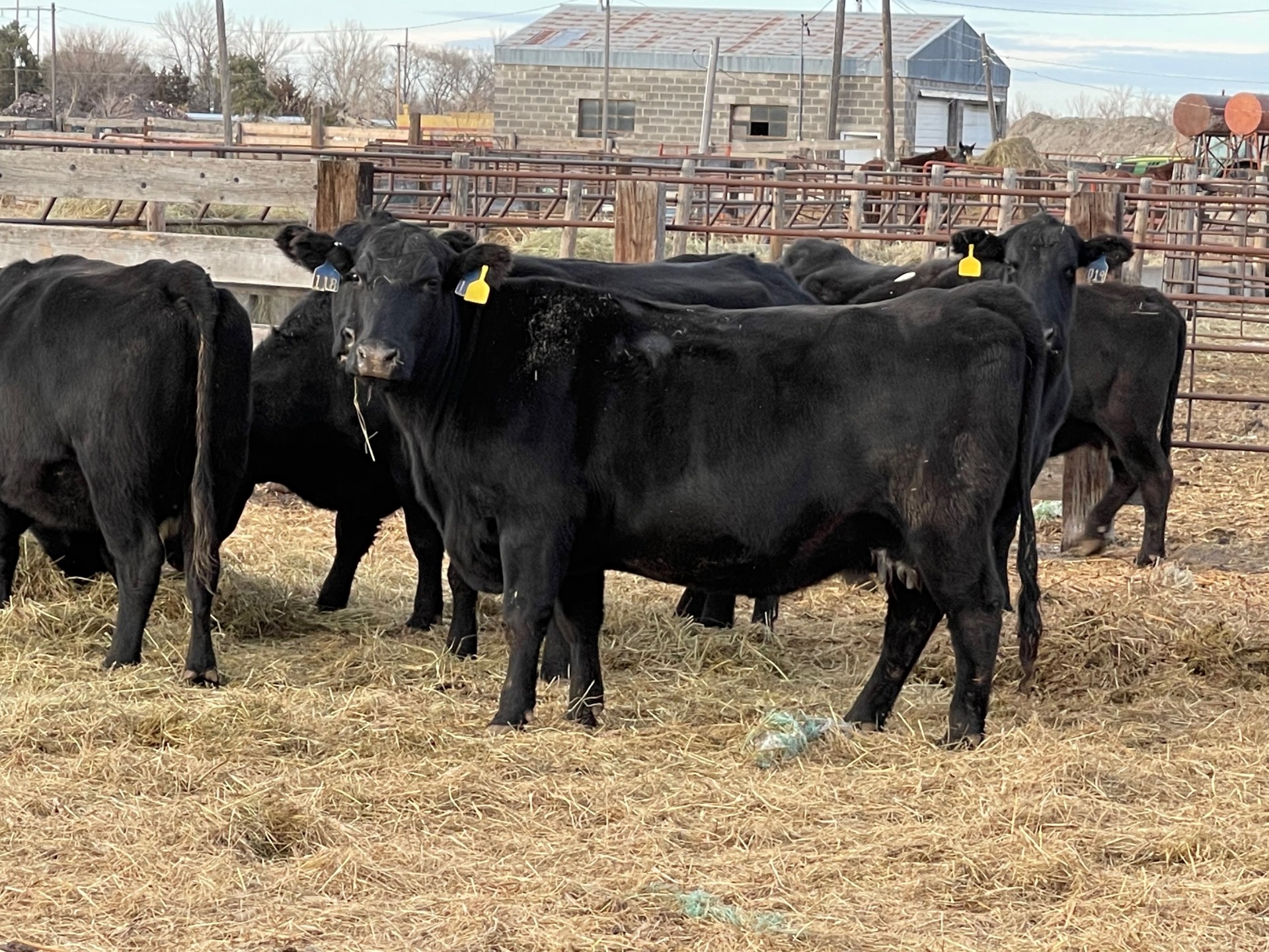 35 - Bred Cows - Nebraska
