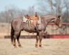 Horse Auctions and Horse Sales | Horse Auctions near you on Ranch World Ads