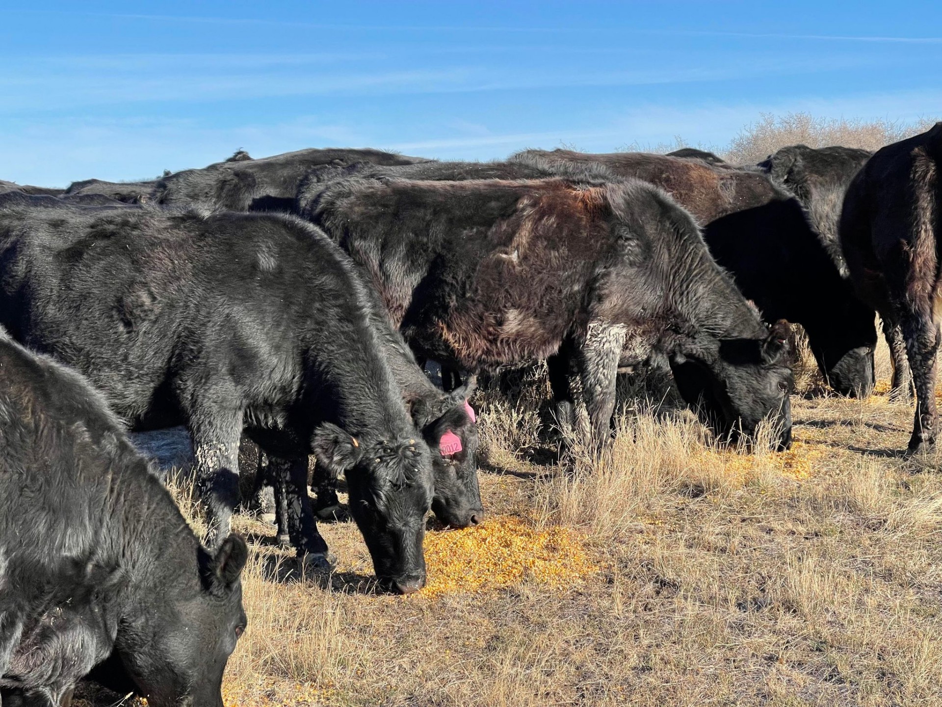 200 - Coming 3yr Old Black Angus Bred Cows - North Dakota