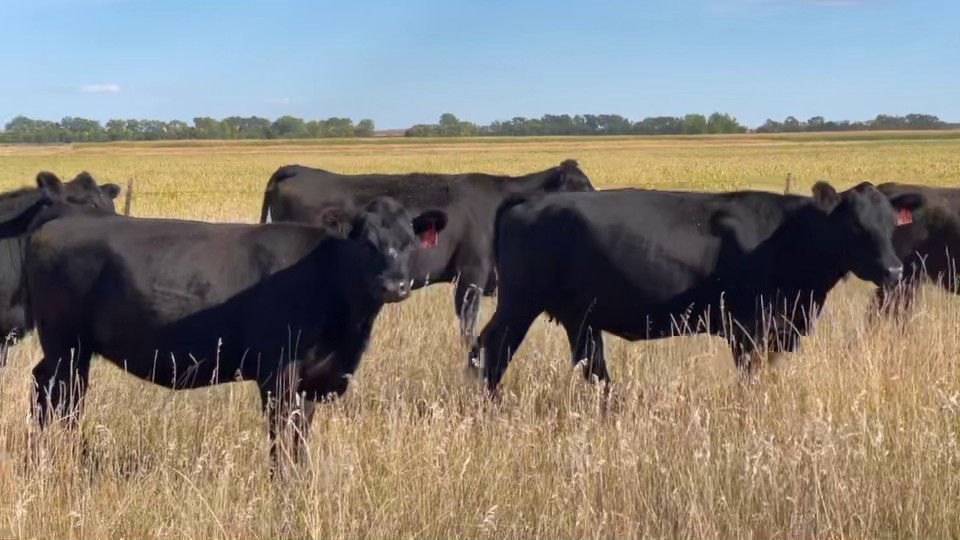 24 - 1-8 Year Old Registered Black Angus Bred Cows - North Dakota