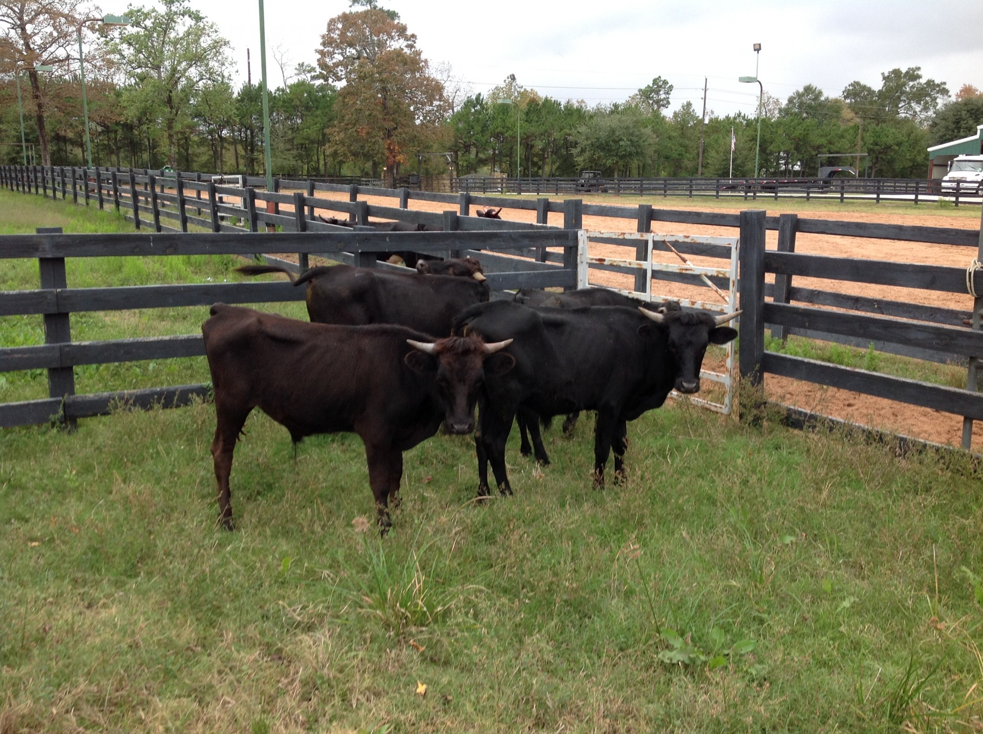 10 - Corriente Roping Steers - Texas