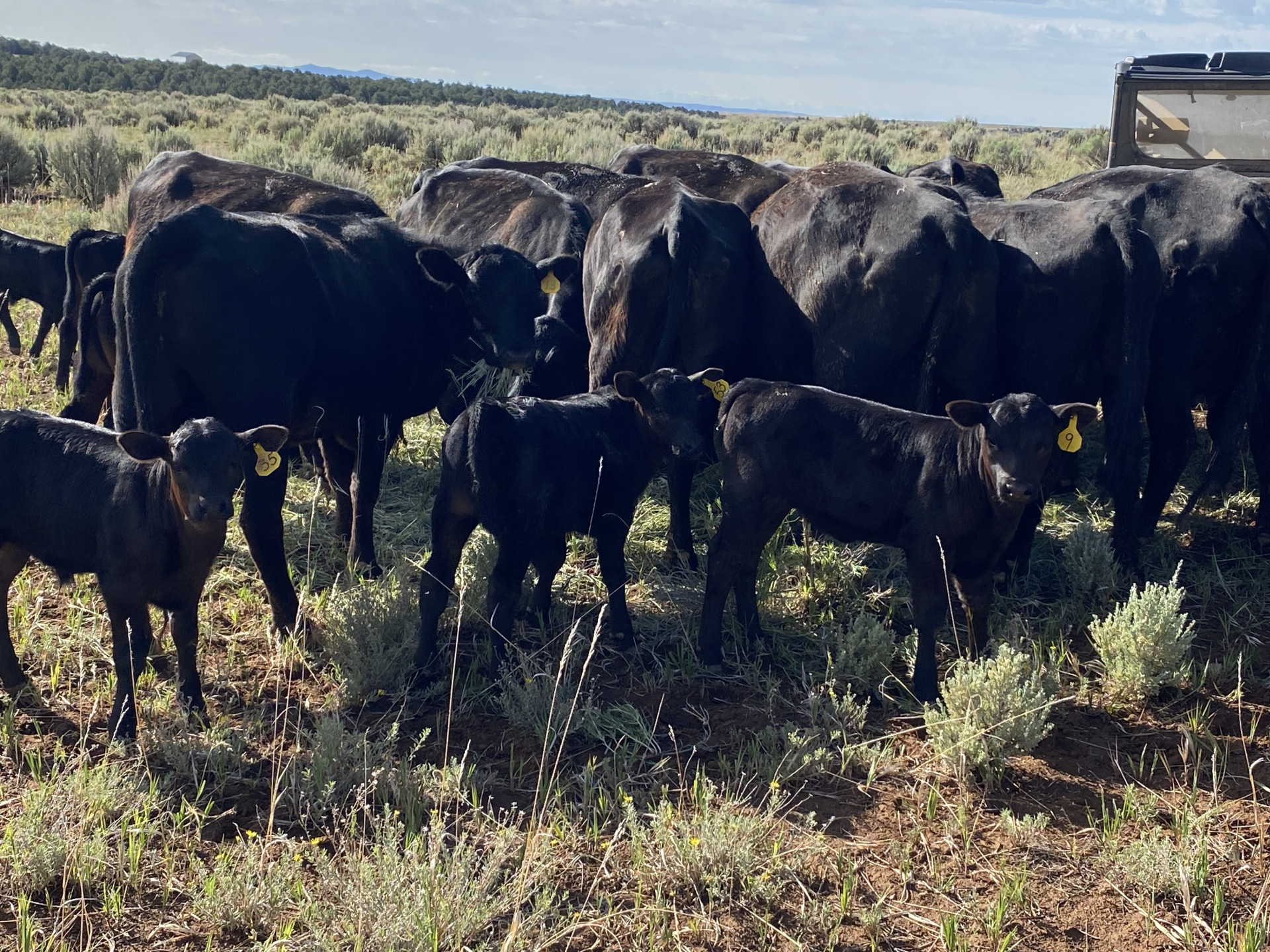 13 - first calf heifer pairs 7- 4-5 yr old Pairs - Colorado