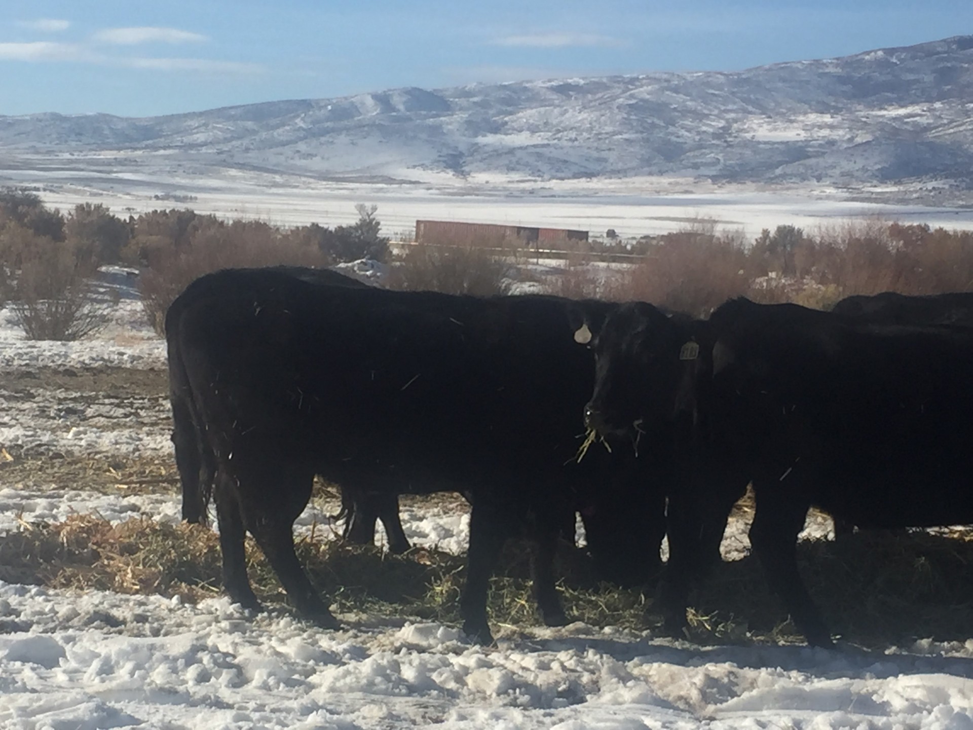 85 - May Bred Cows - Utah