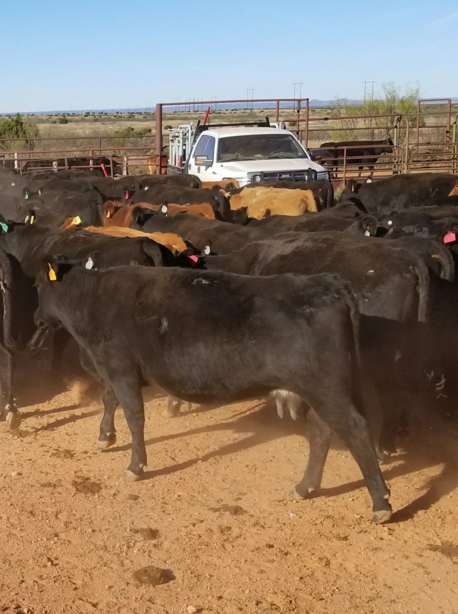 60 - Bred Cows - Texas