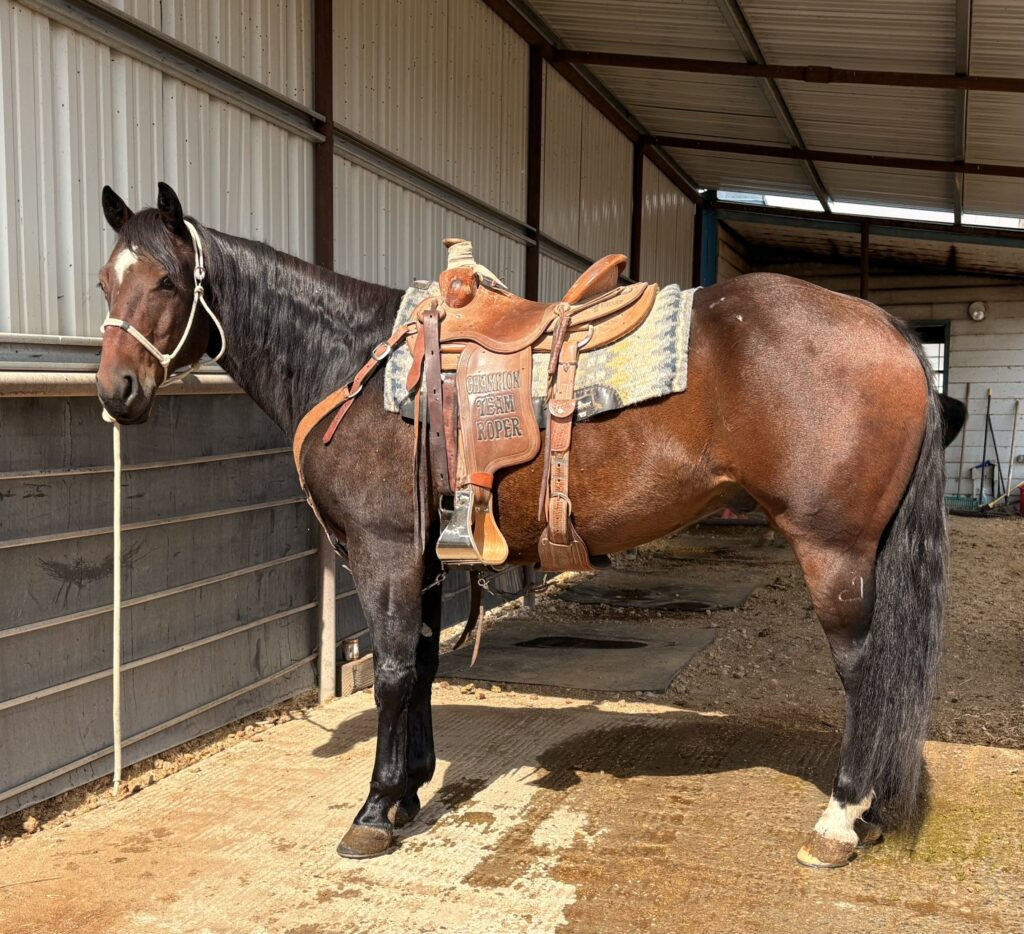 YY GIN AND JUICE – 2017 AQHA Brown Gelding x Doctored Peppered x Smart ...
