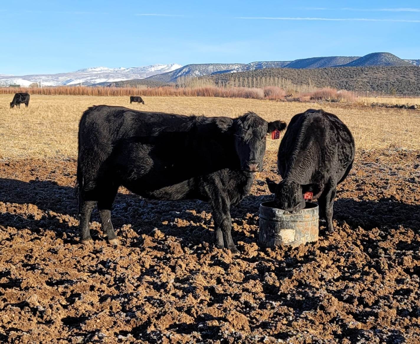 48 - Good Quality High Altitude Bred Black Angus Cows - Colorado